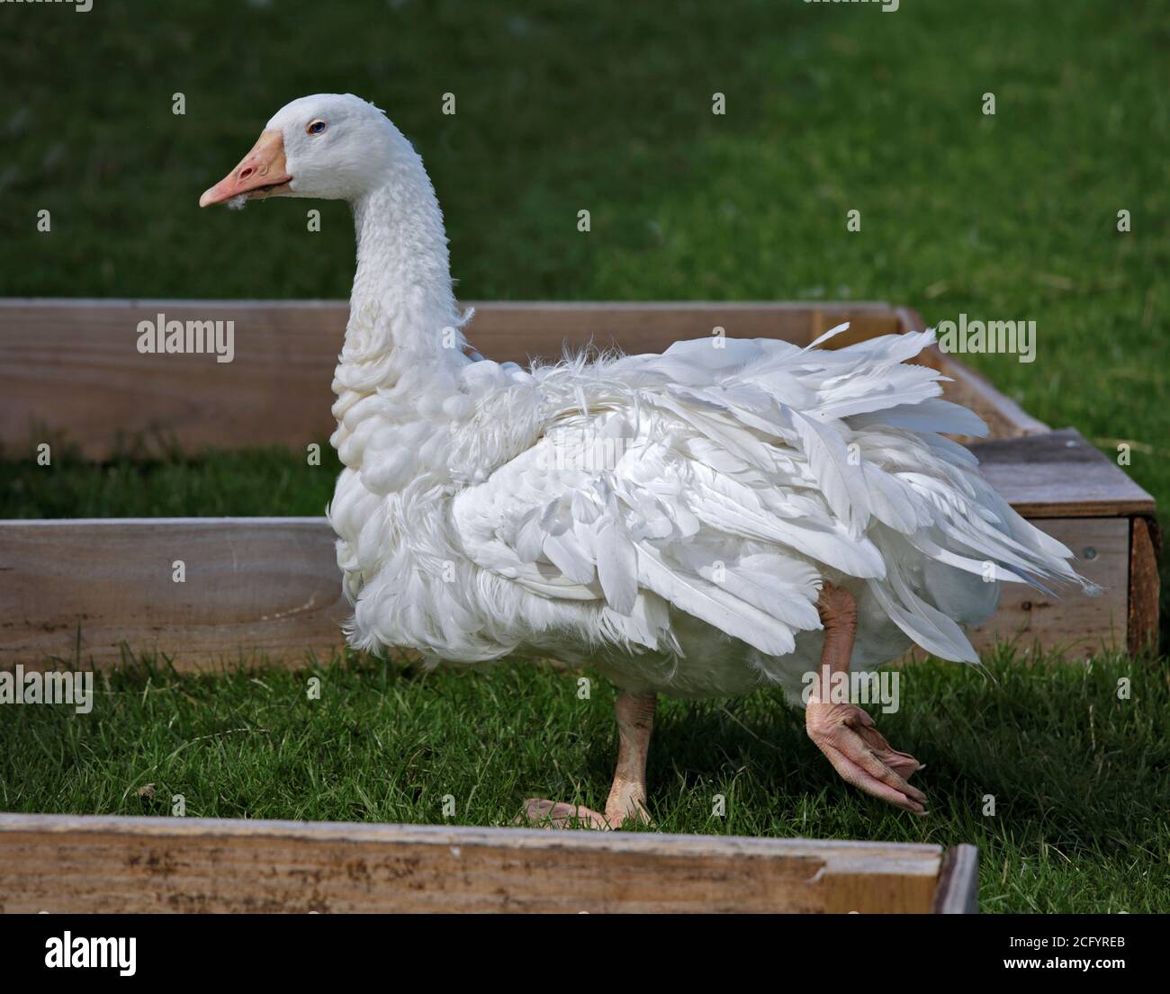 Sebastopol hi-res stock photography and images - Alamy