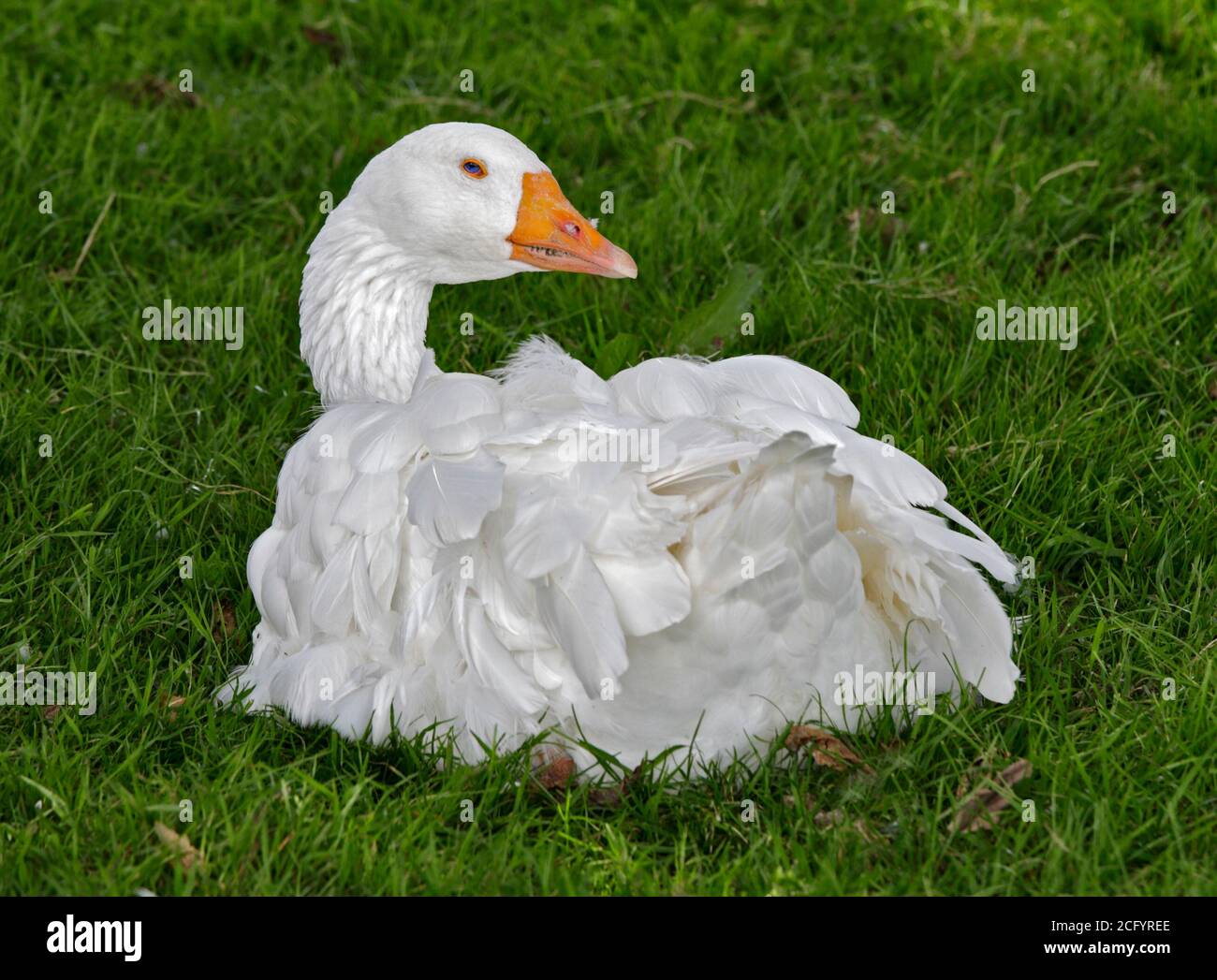 Sebastopol goose hi-res stock photography and images - Alamy