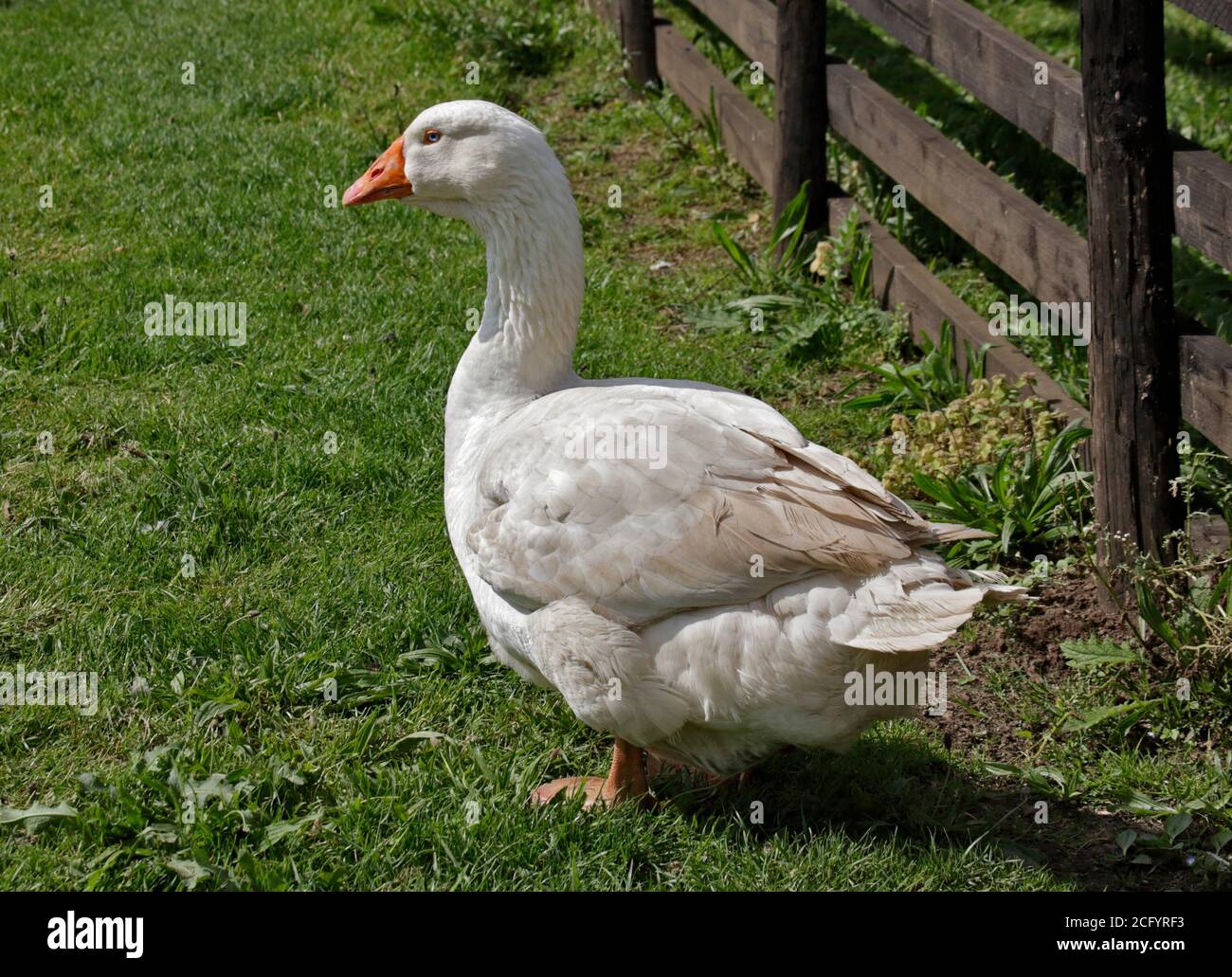 Emden Goose / Embden Goose Stock Photo - Alamy