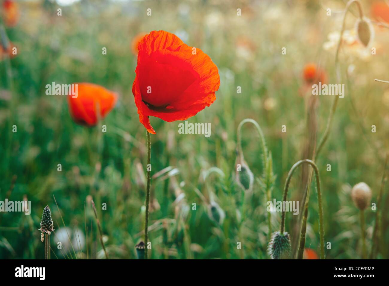 the red Field of poppies close-up. Beautiful field of red poppies in ...