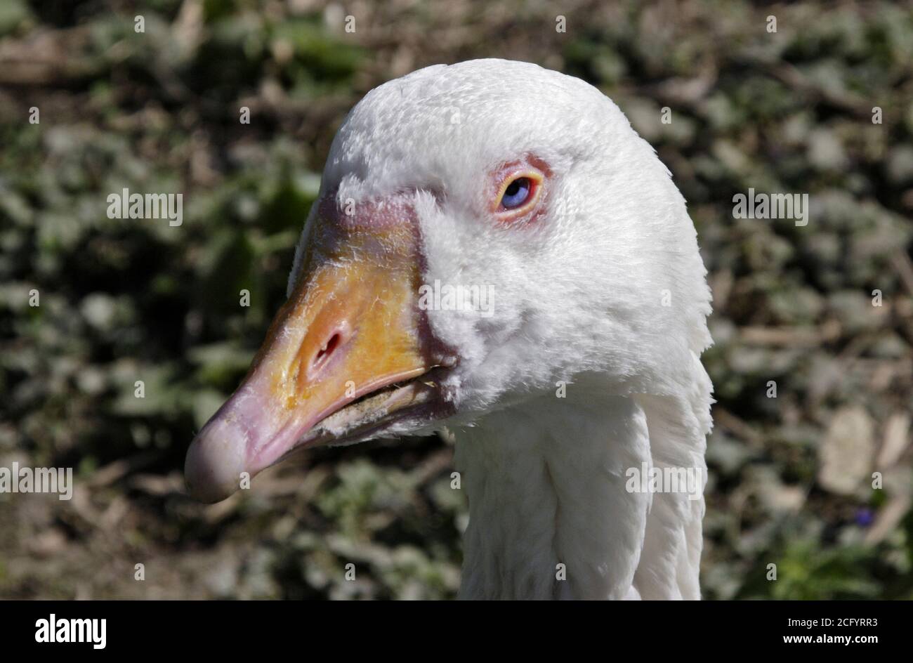 White embden geese hi-res stock photography and images - Alamy