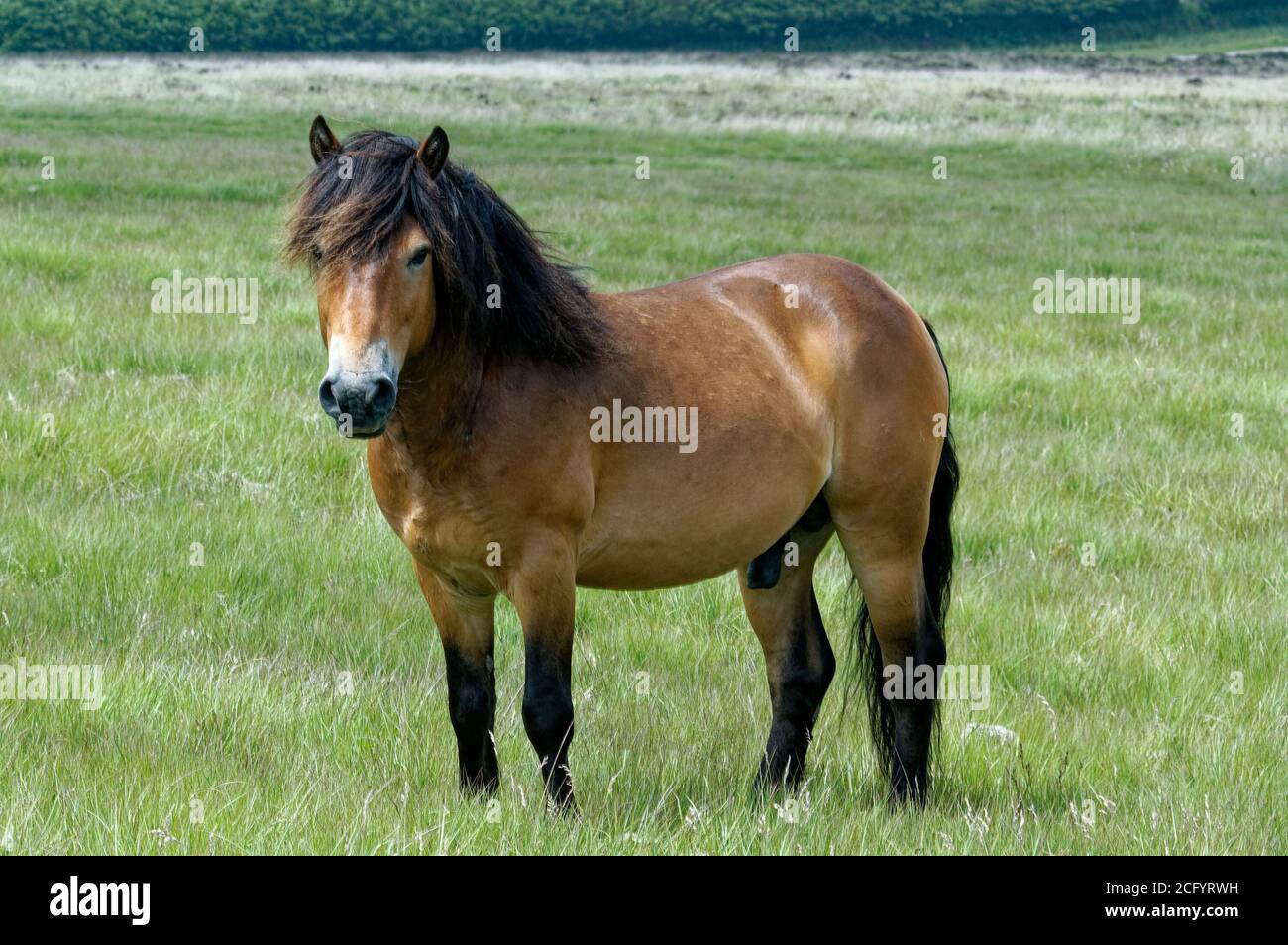 Exmoor Pony. Stallion Stock Photo - Alamy