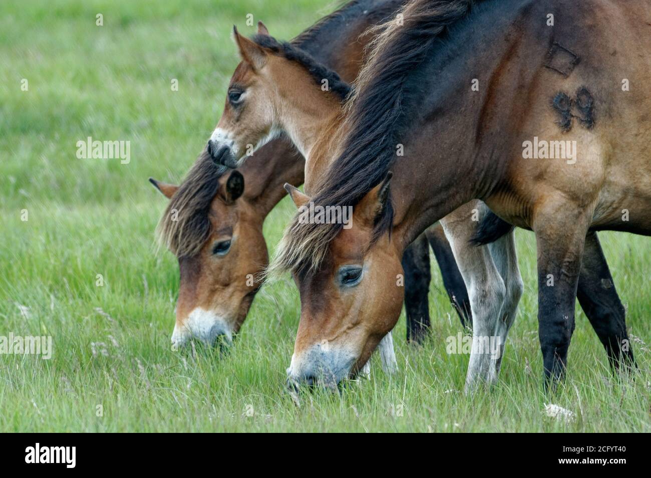 Exmoor Pony grazing on Exmoor for conservation purposes Stock Photo - Alamy