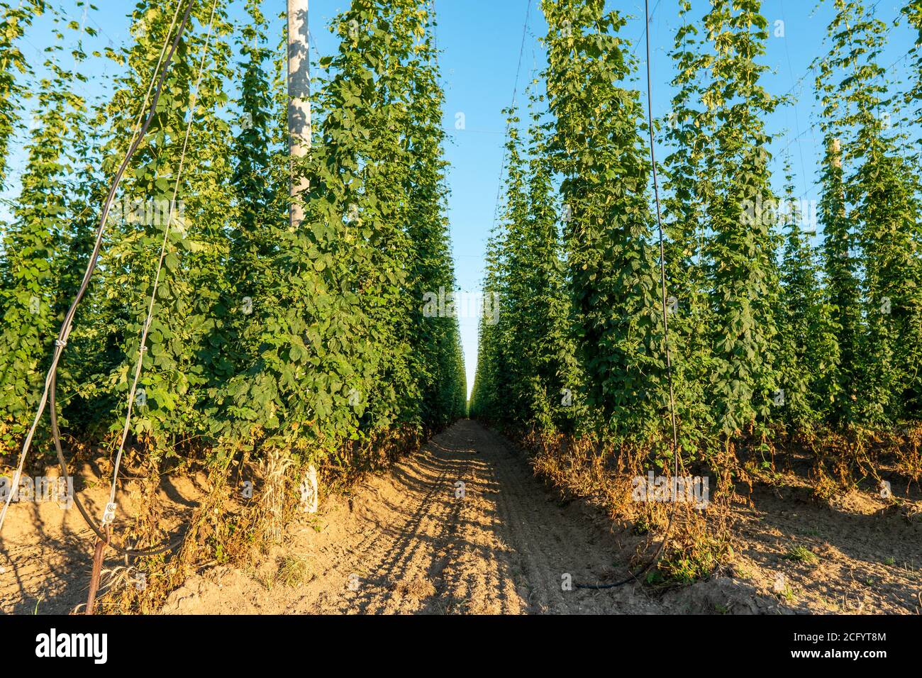 Green hops field. Fully grown hop bines. Hops field in Bavaria Germany ...