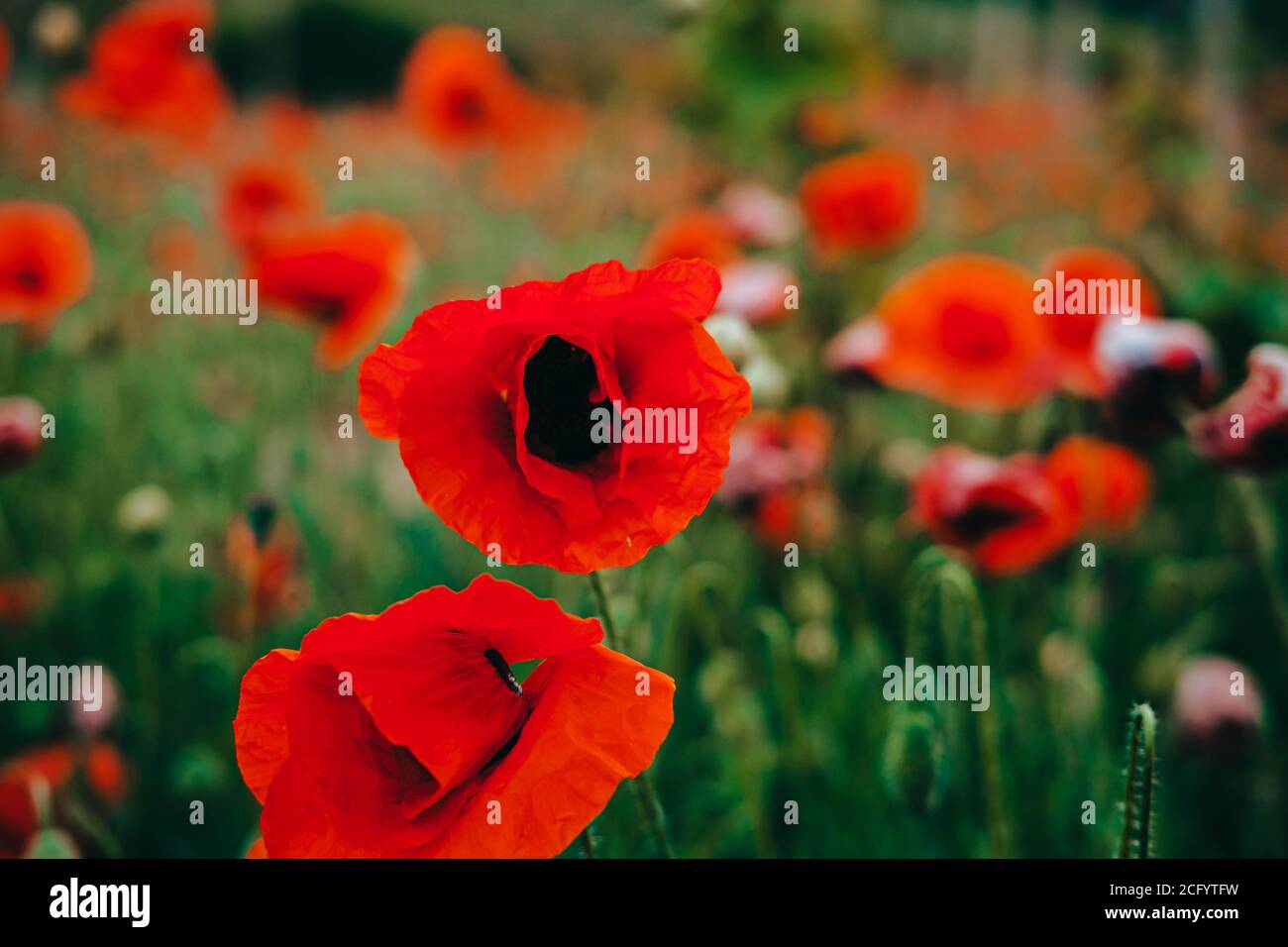 the red Field of poppies close-up. Beautiful field of red poppies in ...