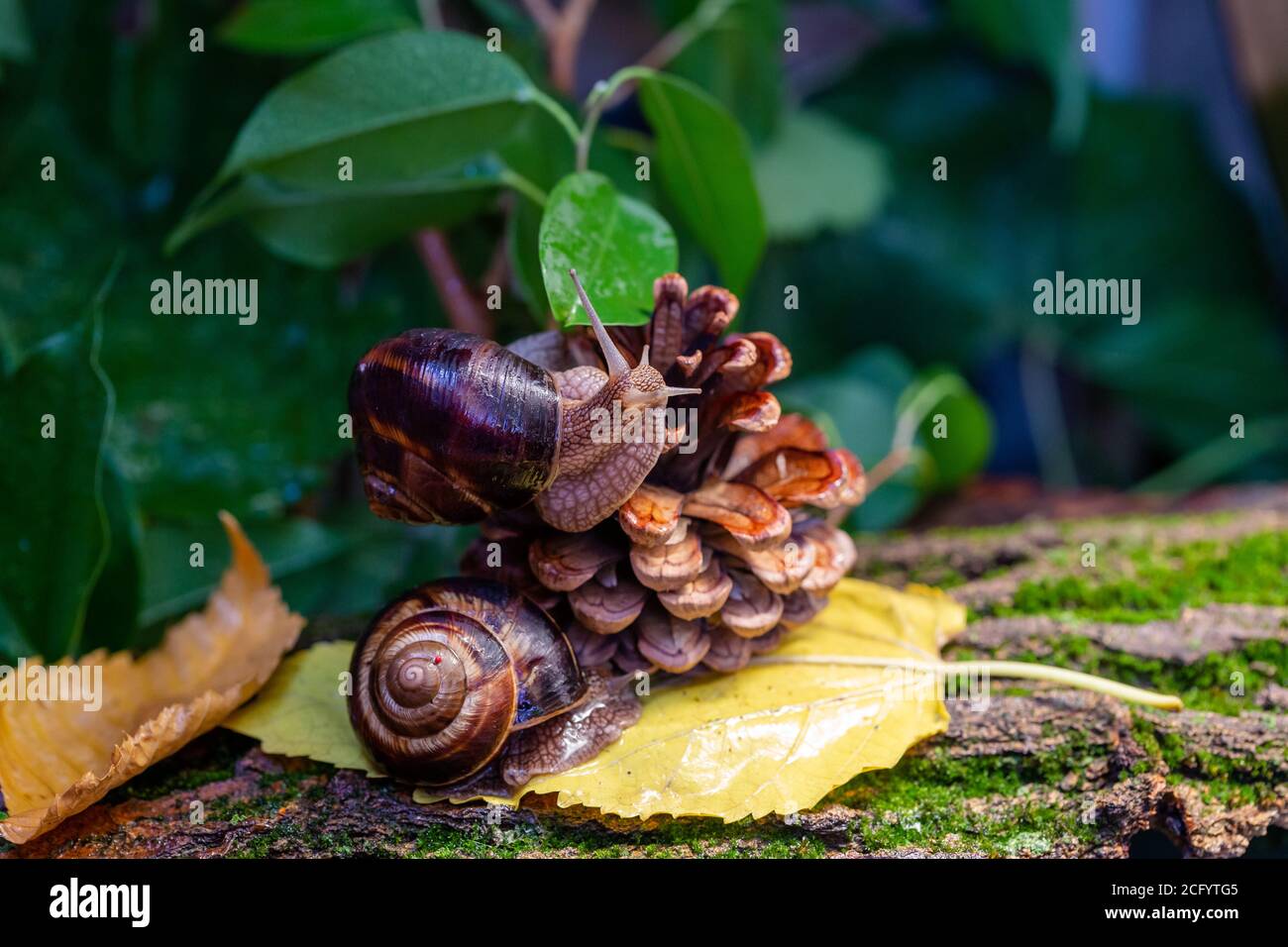 Large snails crawling along the bark of a tree. Photo in the wild ...