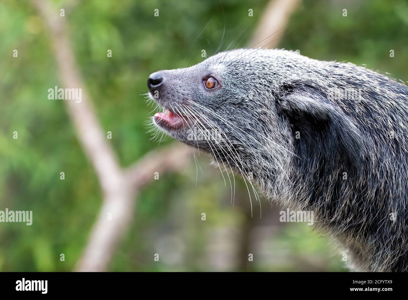 Binturong, Arctictis binturong, side profile close up. Also known as a ...