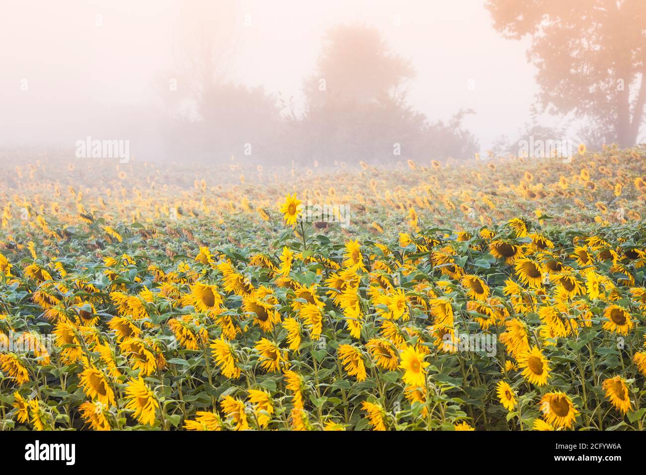 Dawn over field in hi-res stock photography and images - Alamy