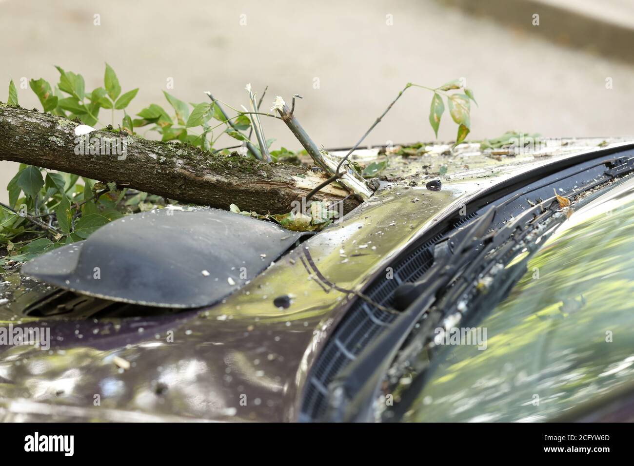 A tree fell on the car due to strong wind. Broken vehicle after the ...