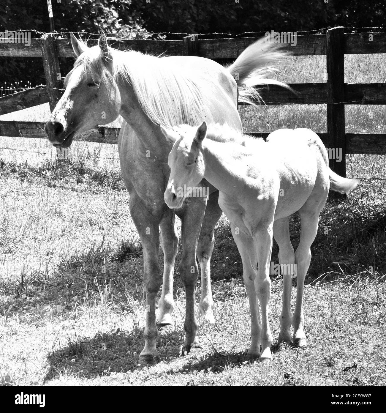 Tree lined driveway Stock Photo - Alamy