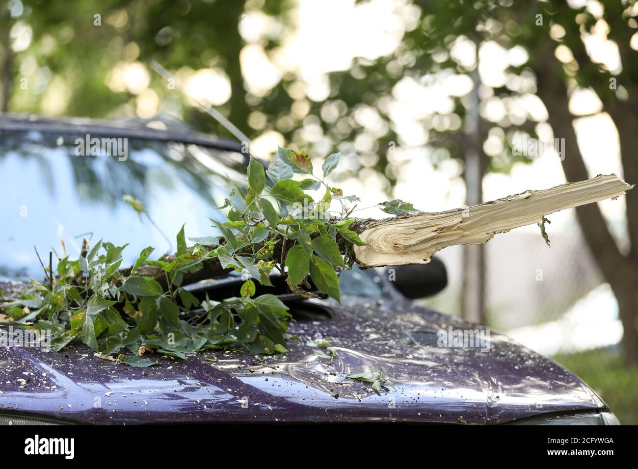 A tree fell on the car due to strong wind. Broken vehicle after the ...