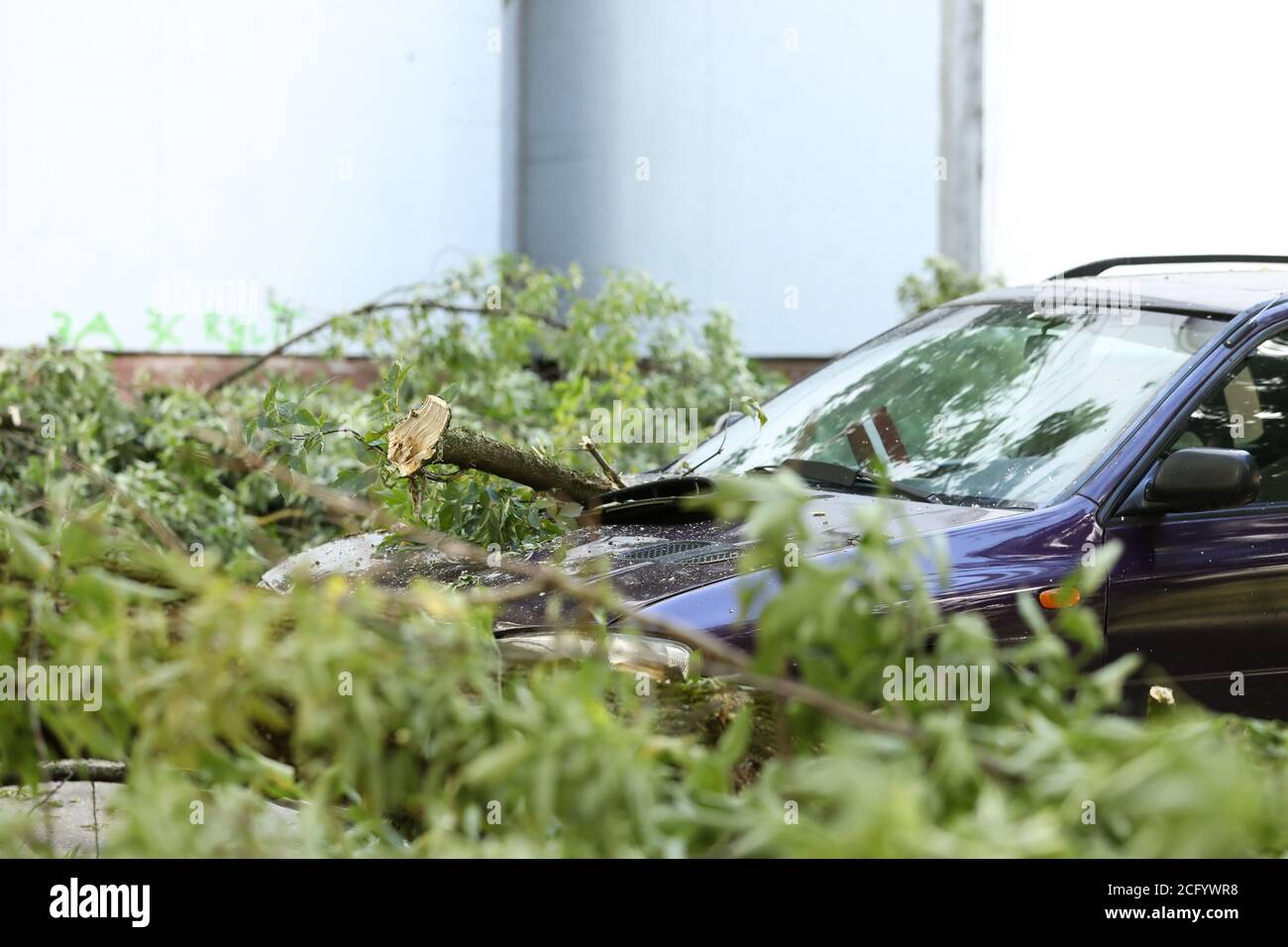 A tree fell on the car due to strong wind. Broken vehicle after the ...