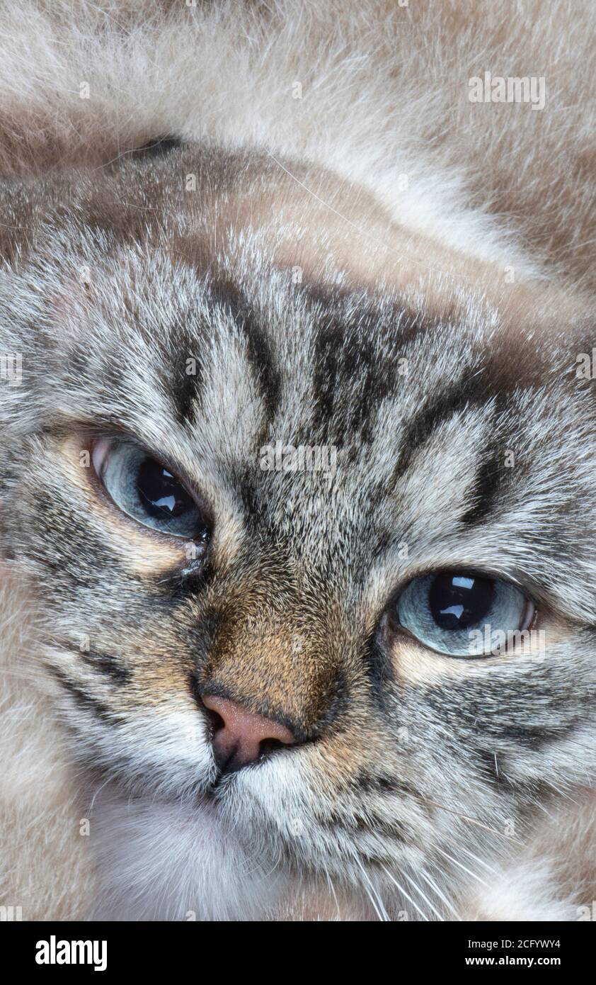 beautiful Cat in photo studio Stock Photo - Alamy