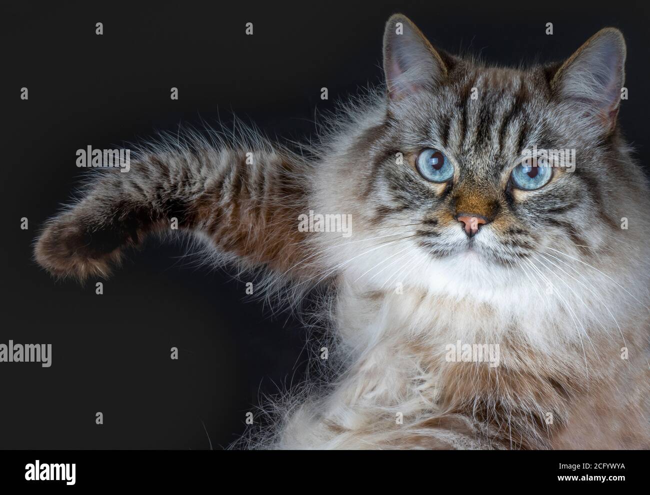 Kitten in photo studio hi-res stock photography and images - Alamy