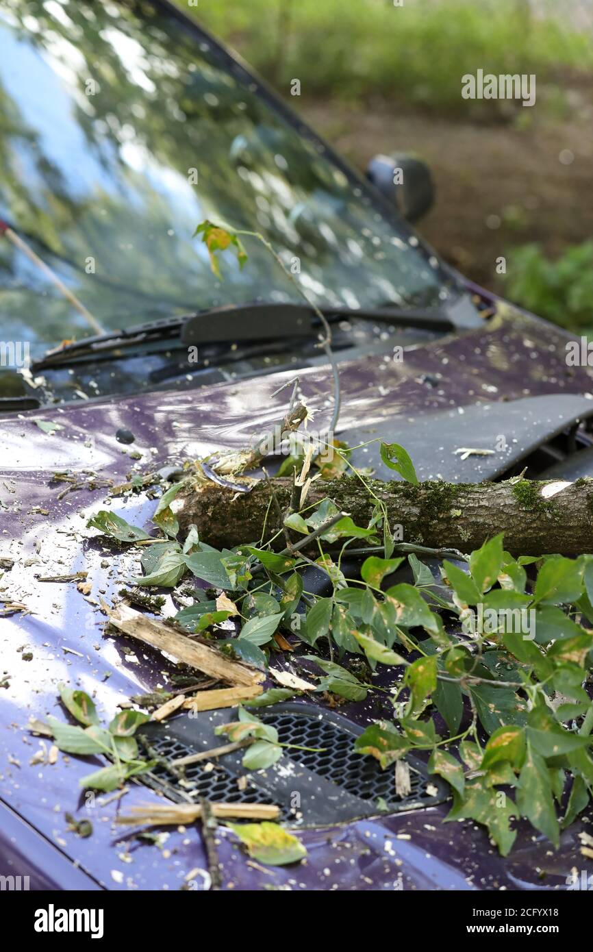 A tree fell on the car due to strong wind. Broken vehicle after the ...