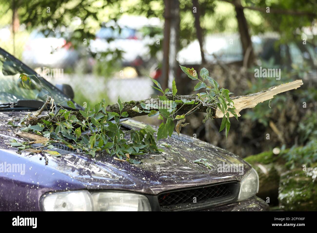 A tree fell on the car due to strong wind. Broken vehicle after the ...