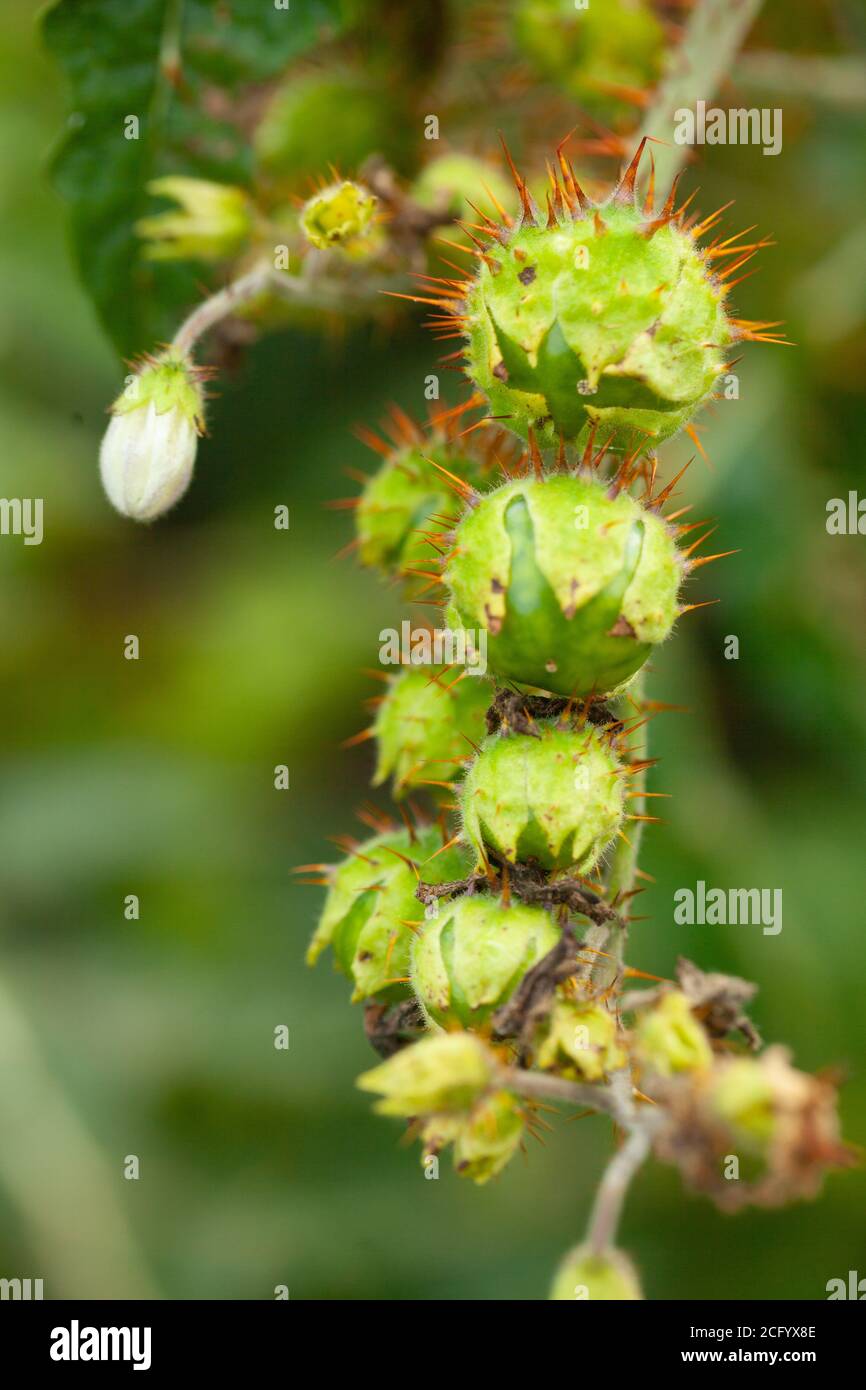Fire and ice plant hi-res stock photography and images - Alamy