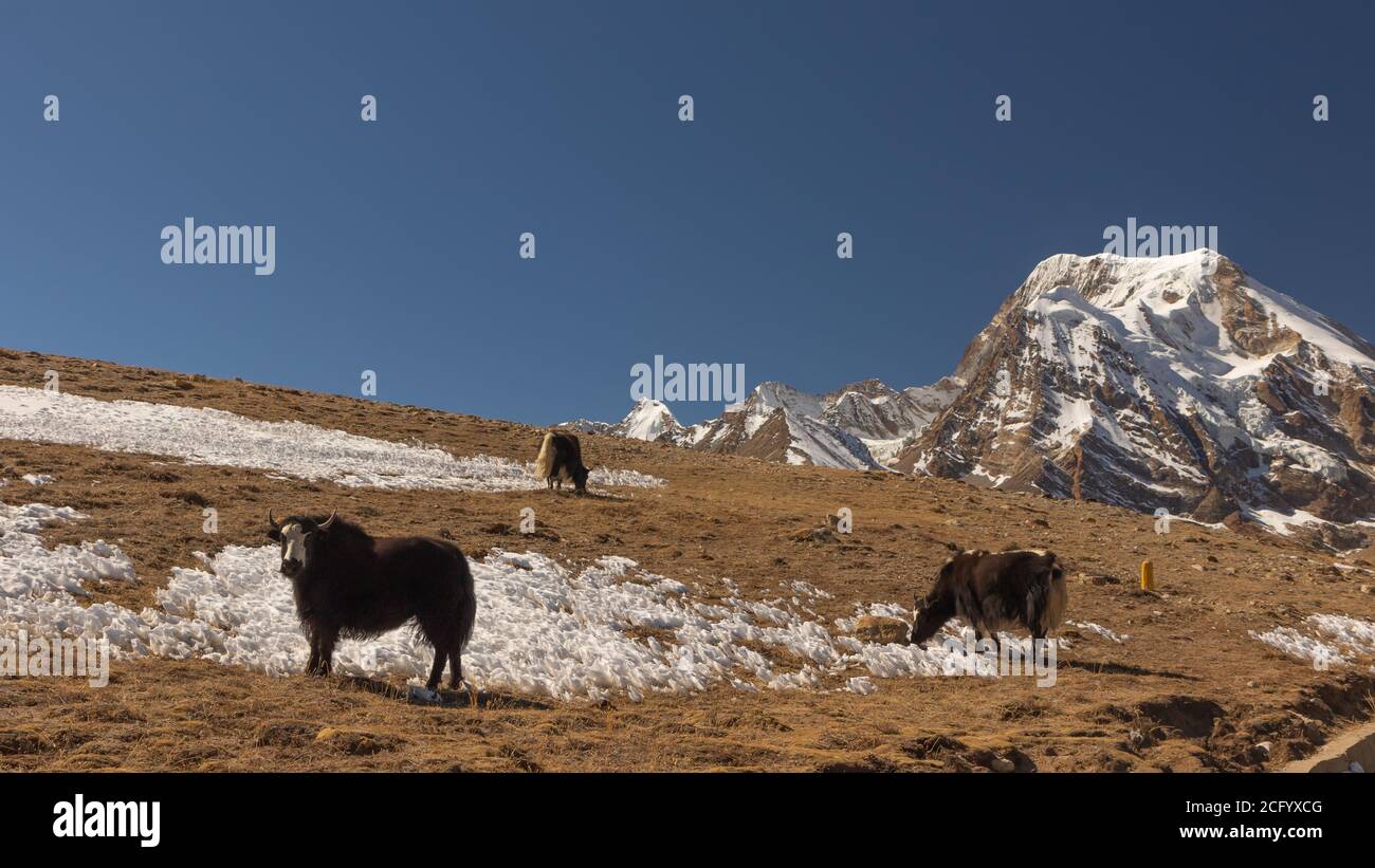 A group of yaks standing and grazing on the meadows in high altitude at ...