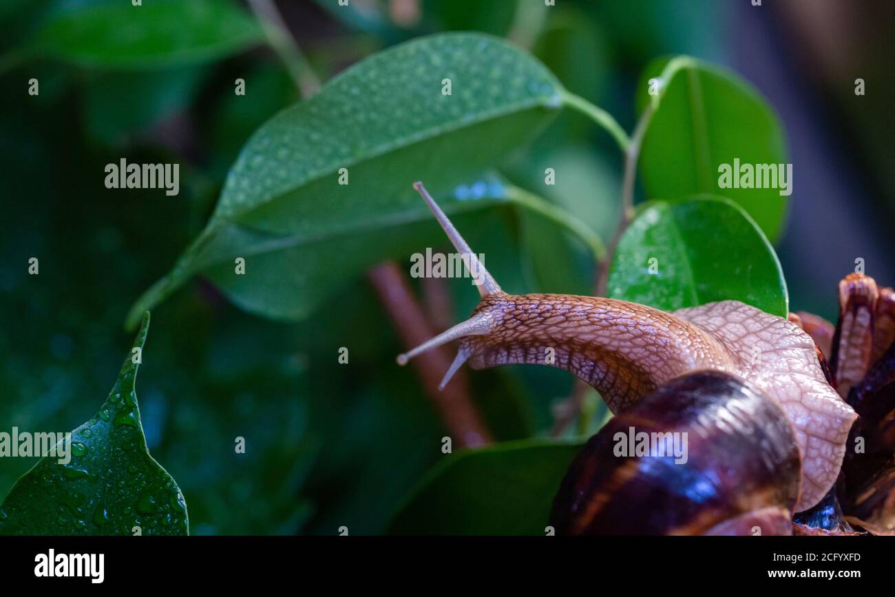 Large snail on a tree branch. Burgudian, grape or Roman edible snail ...
