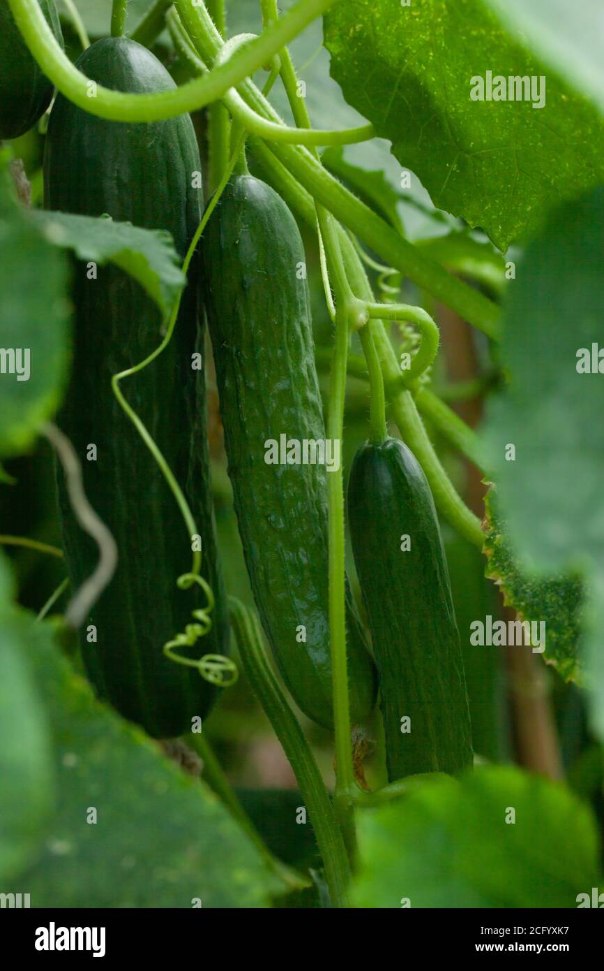 Close-up of ripening Merlin Cucumbers / Cucumis sativus Stock Photo - Alamy