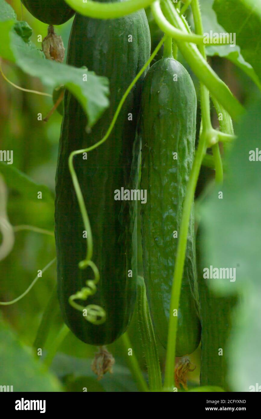 Cucumbers on plants close hi-res stock photography and images - Alamy