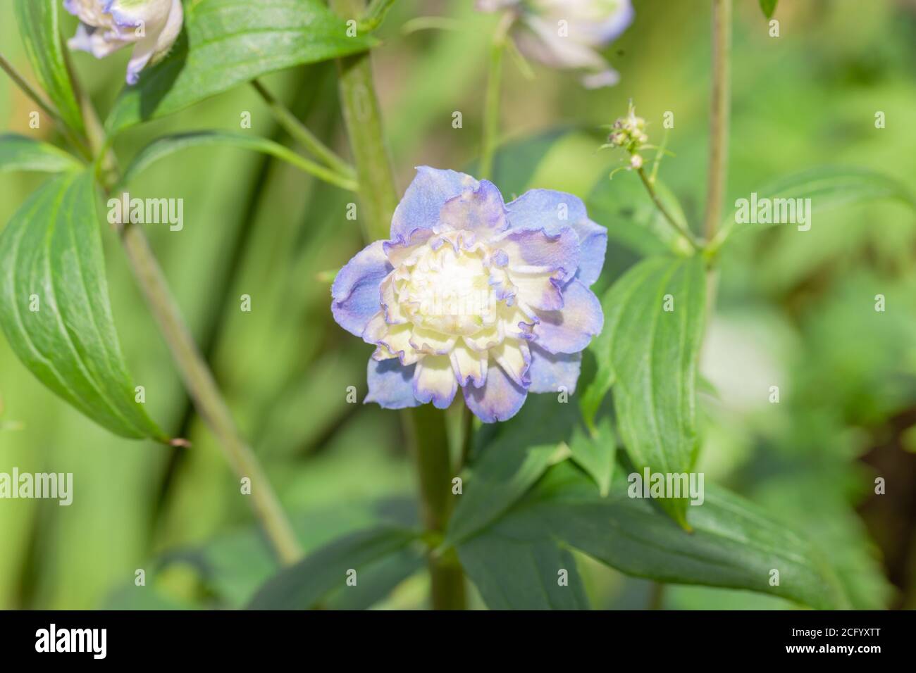 View of purple-blue flower of Delphinium ' Highlander Bolero ' flowerhead Stock Photo - Alamy