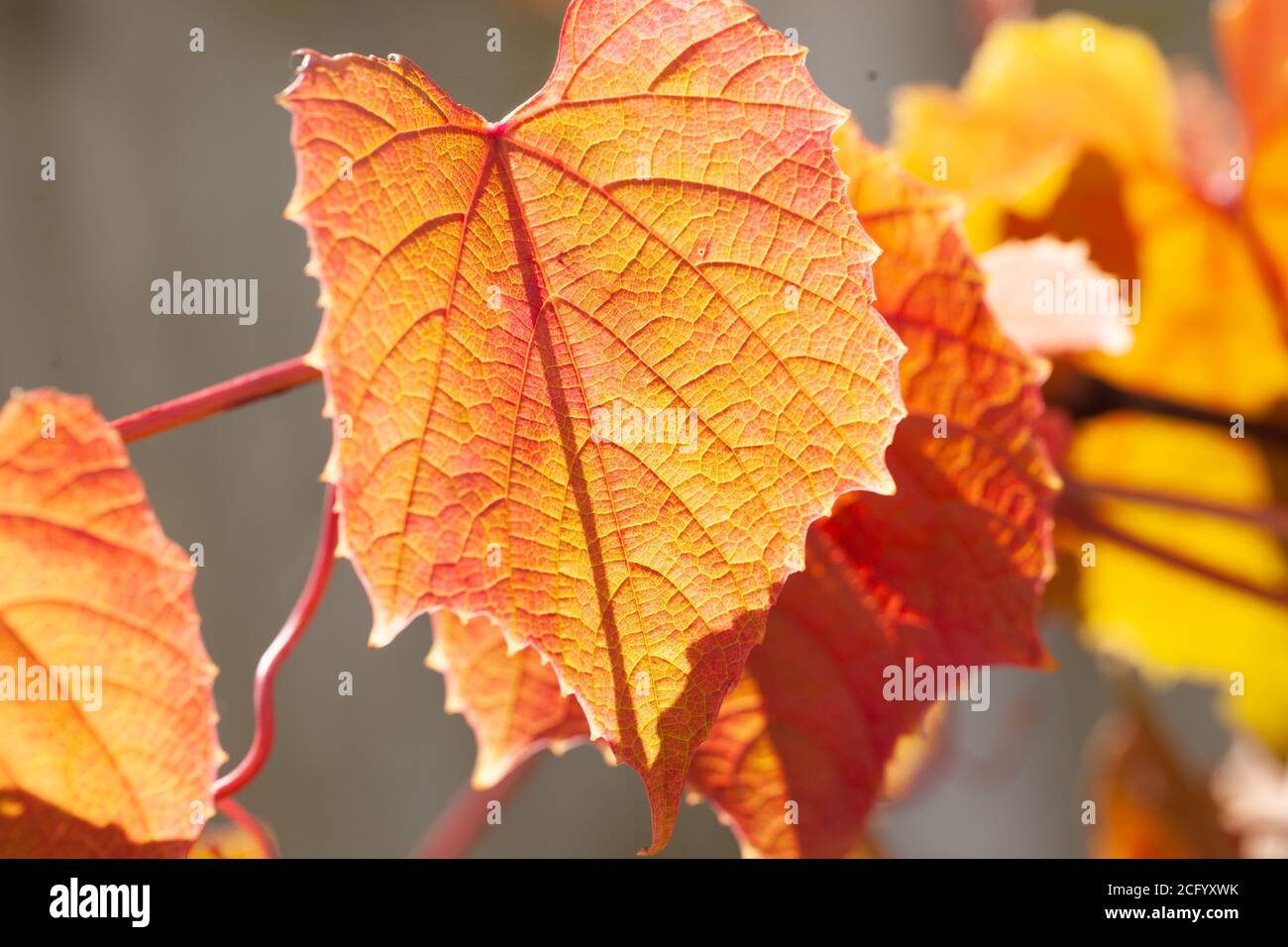 Claret cloak vine hi-res stock photography and images - Alamy