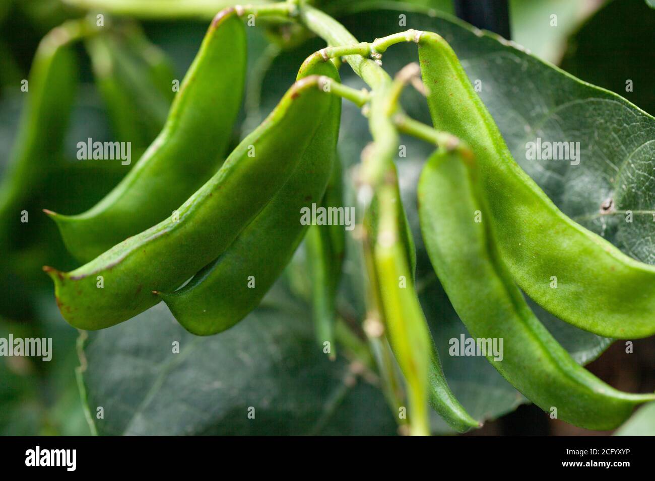High-resolution close-up of fresh ripening Lima Beans ( Speckled ...