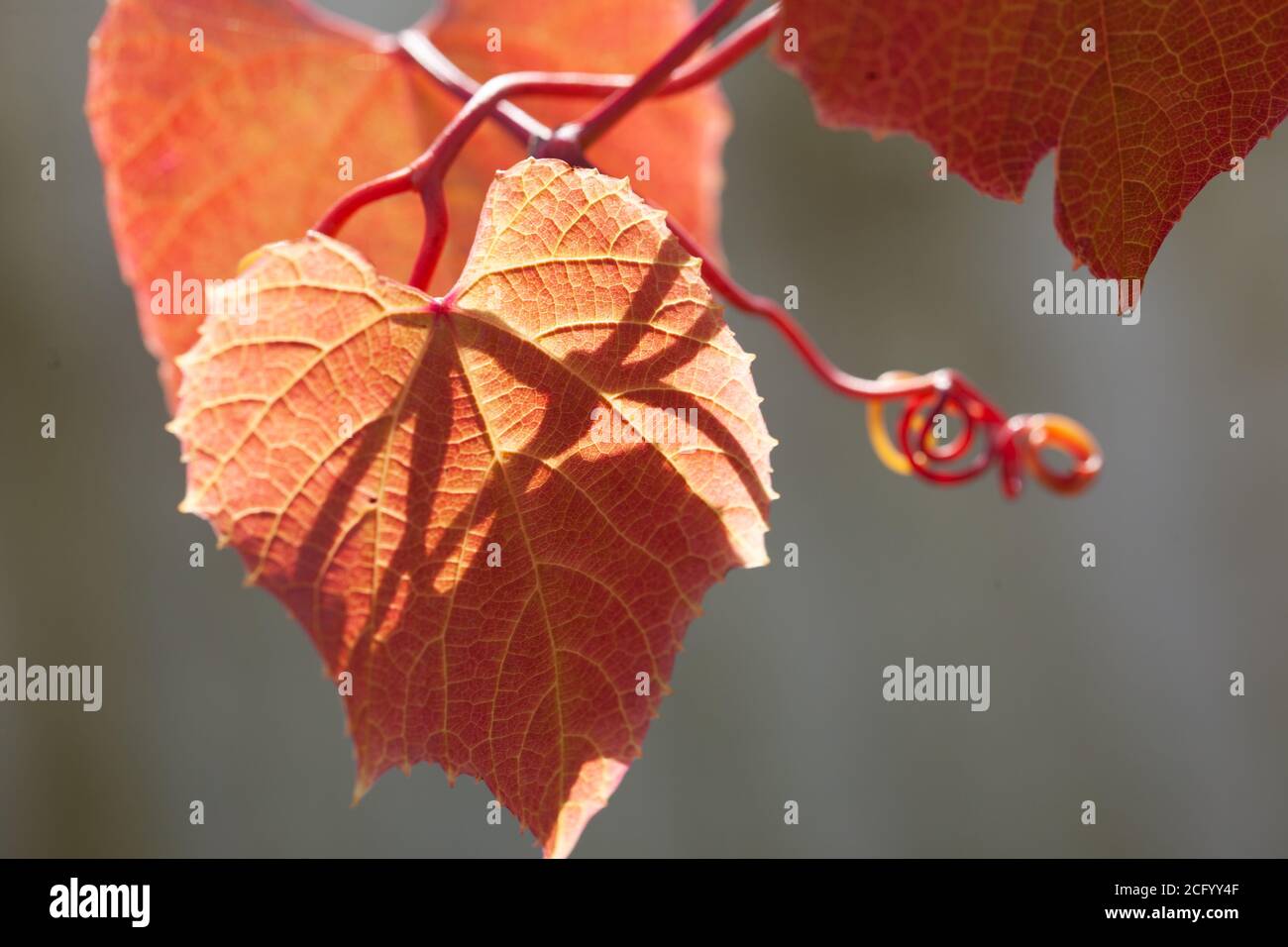 Vitis coignetiae hi-res stock photography and images - Alamy