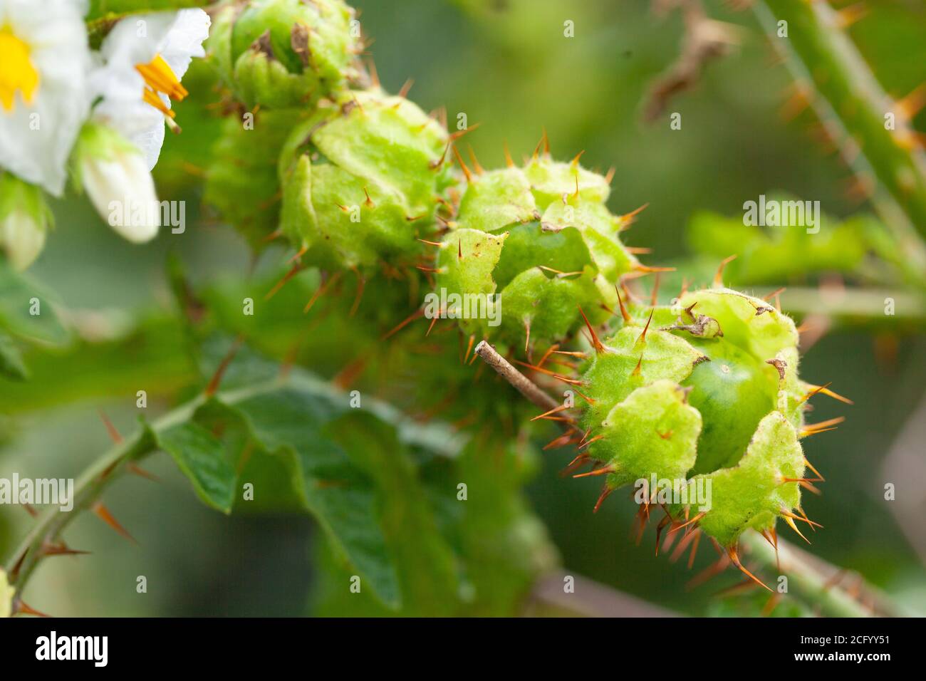 Solanum spiny hi-res stock photography and images - Alamy