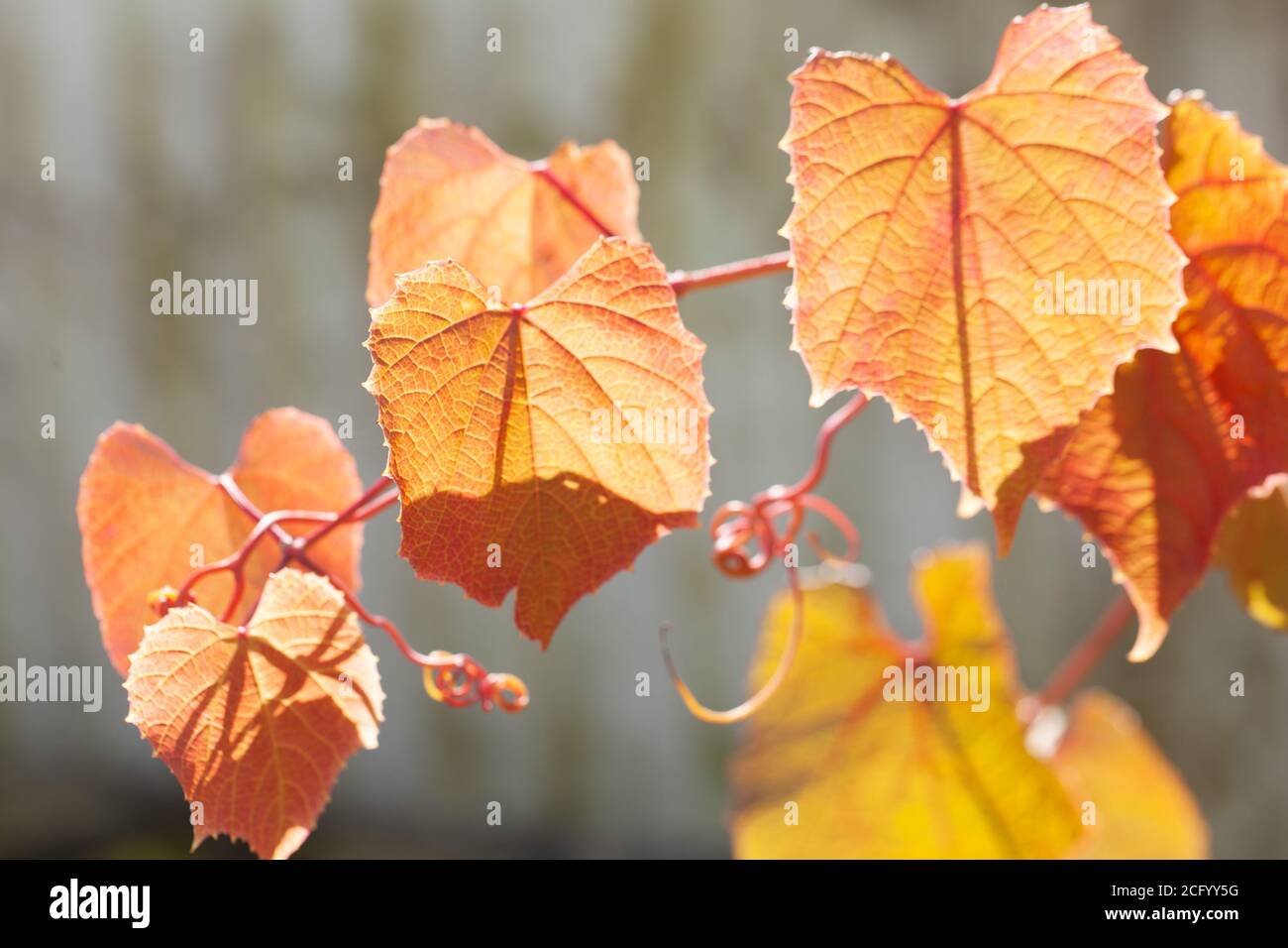 Colourful plant abstract of autumn foliage of Claret Cloak vine / Vitis ...