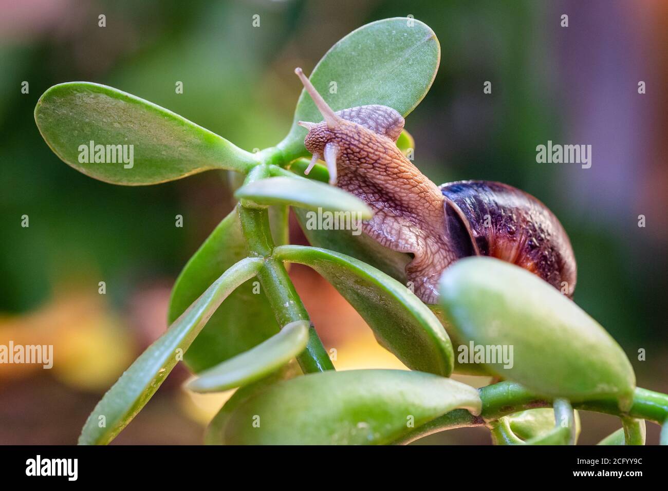 Large snail on a tree branch. Burgudian, grape or Roman edible snail ...