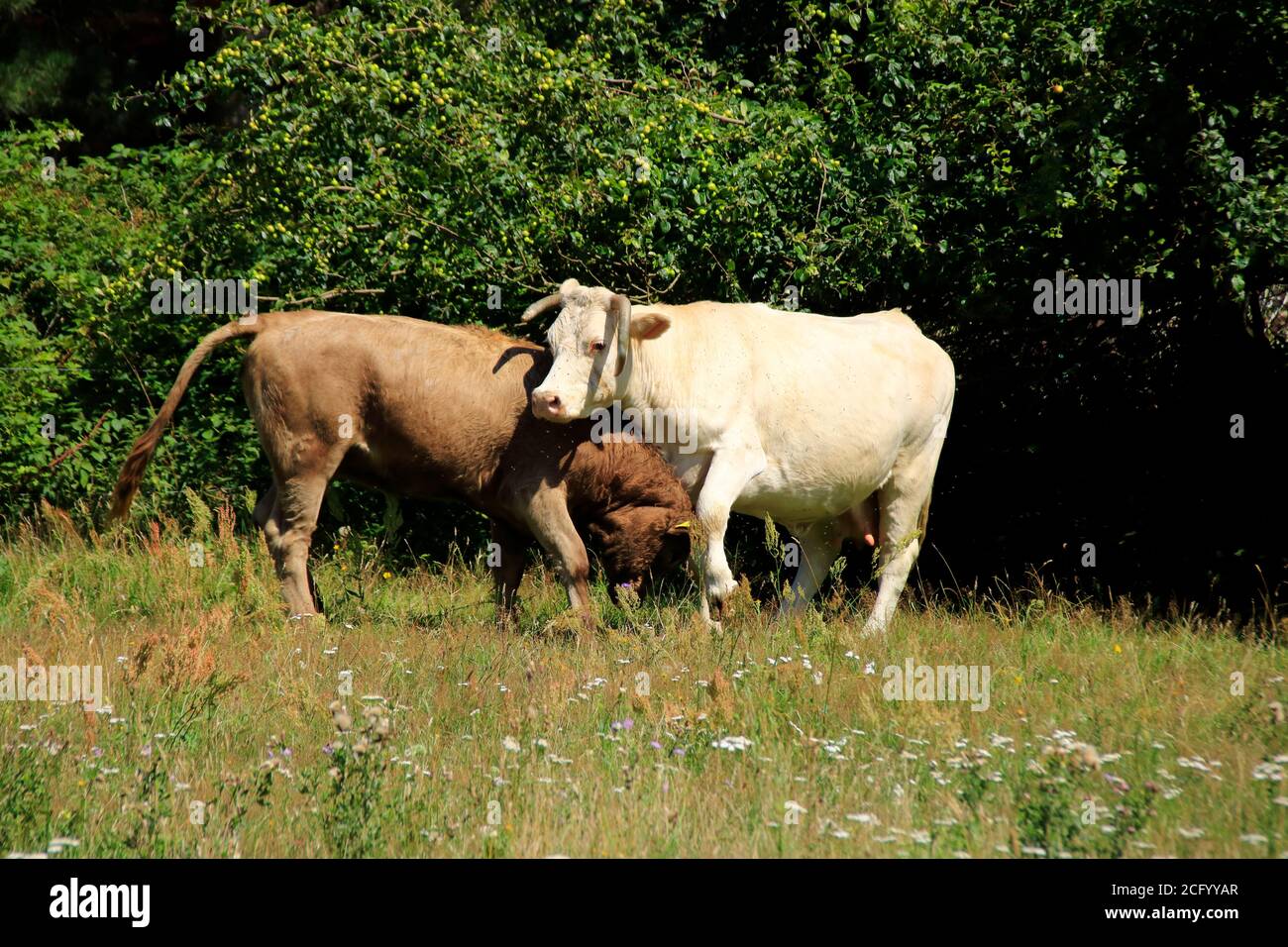 2 cows play on a green meadow Stock Photo - Alamy
