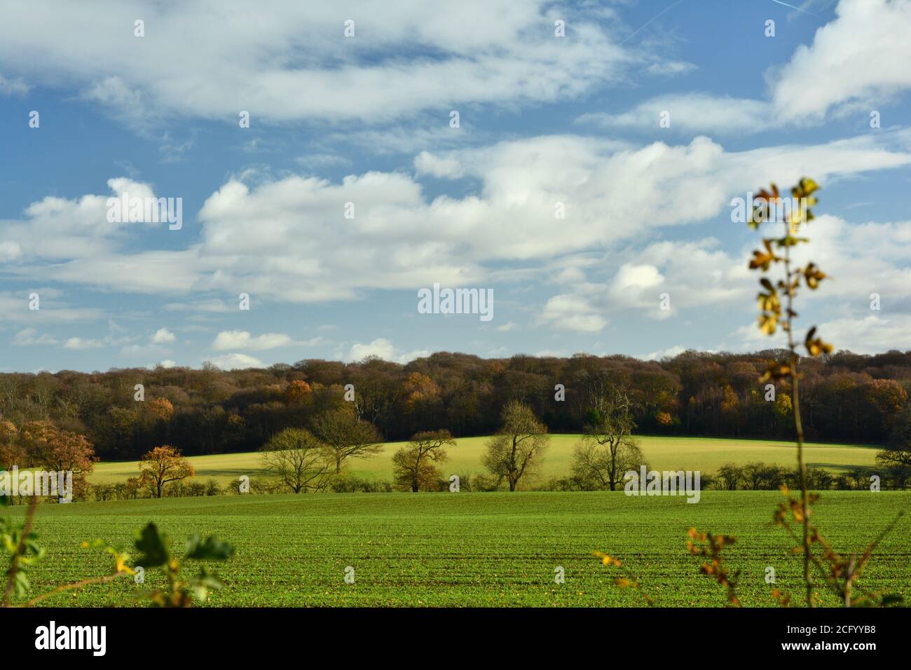 Epping Forest in autumn, UK Stock Photo - Alamy