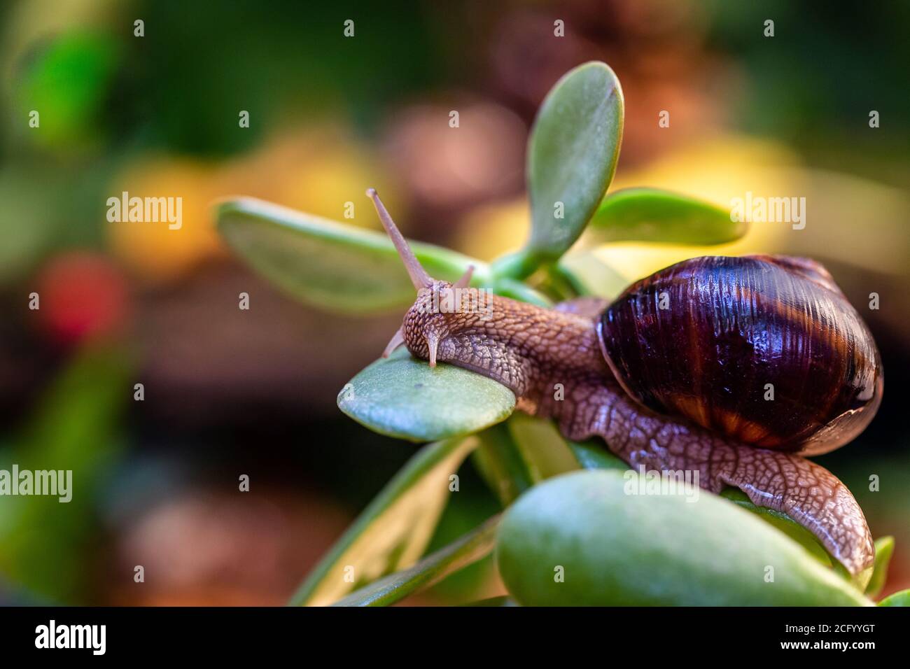 Large snail on a tree branch. Burgudian, grape or Roman edible snail ...