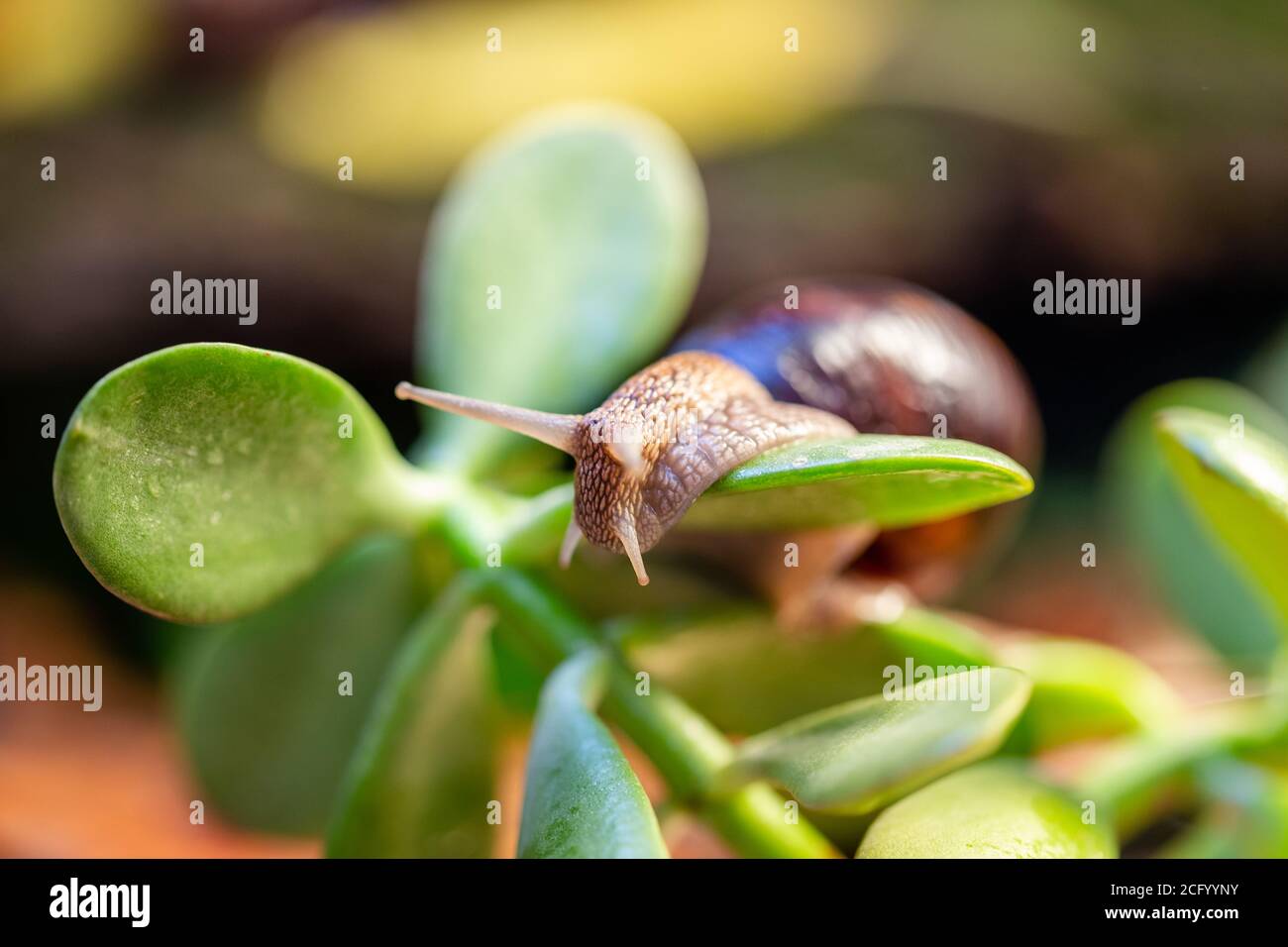 Large snail on a tree branch. Burgudian, grape or Roman edible snail ...