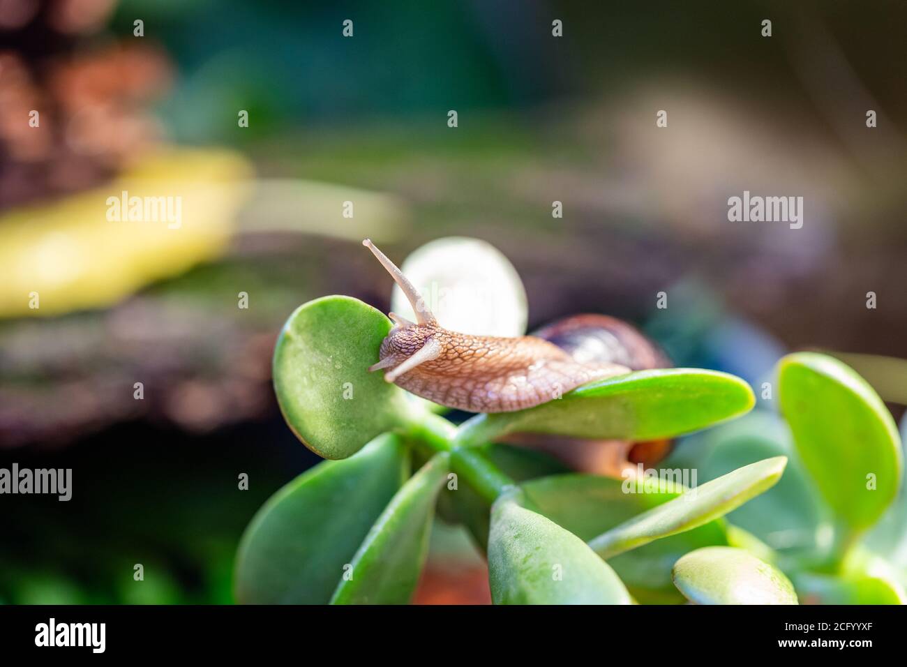 Large snail on a tree branch. Burgudian, grape or Roman edible snail ...