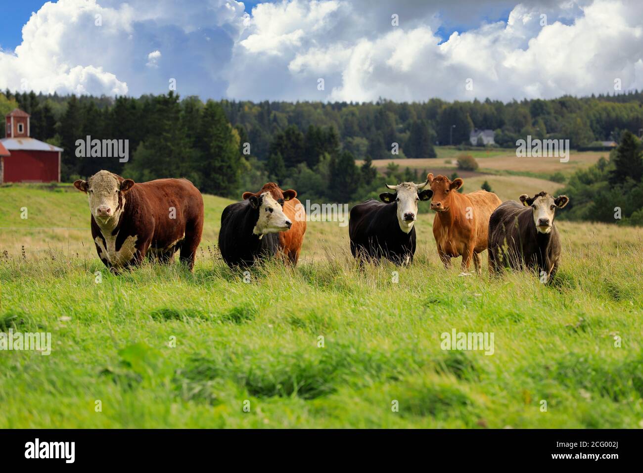 Cattle grazing in green grassy farmland on a beautiful day of early ...