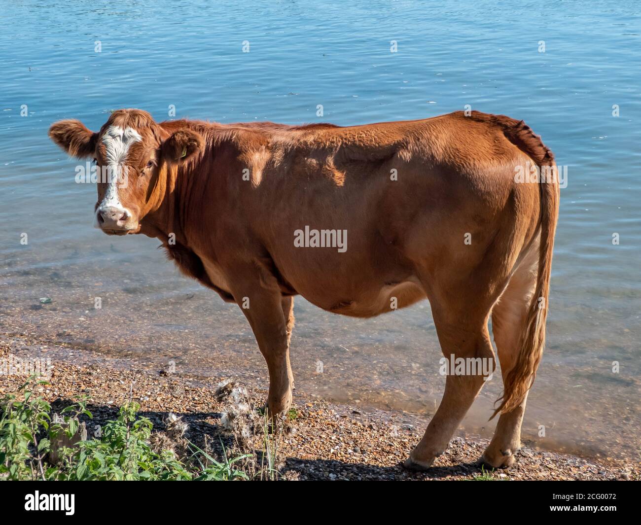 Pretty cow hi-res stock photography and images - Alamy