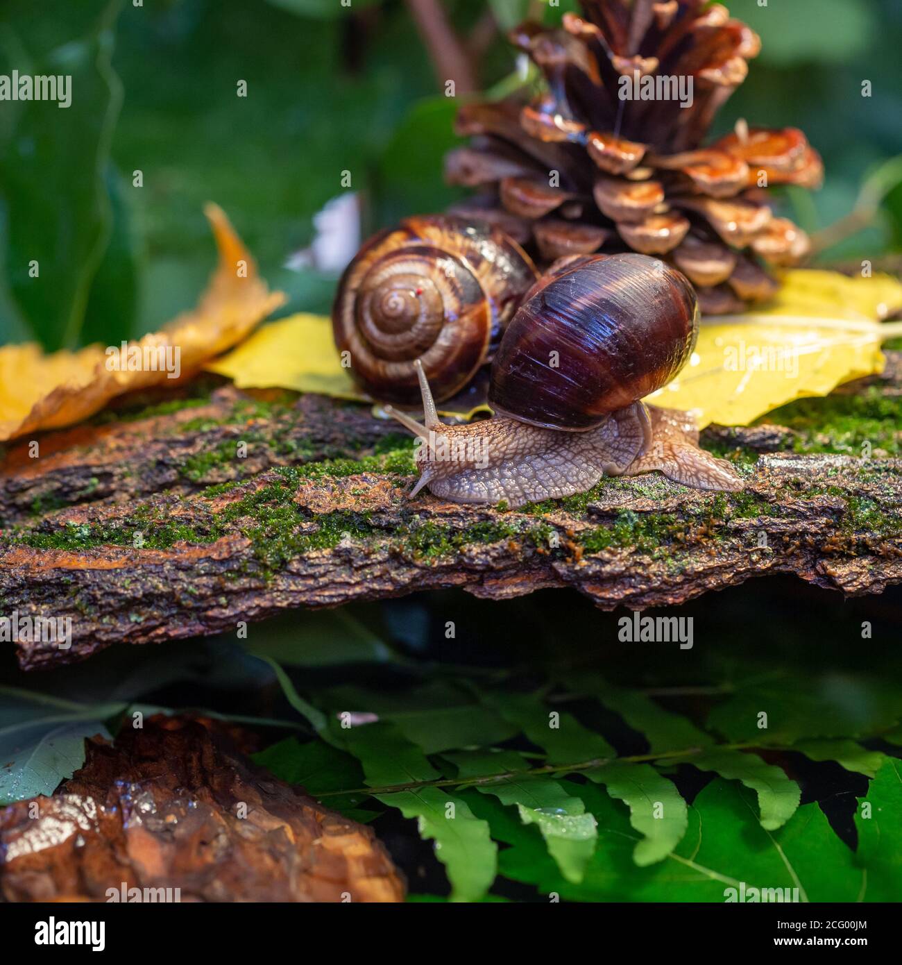 Large garden snails hi-res stock photography and images - Alamy