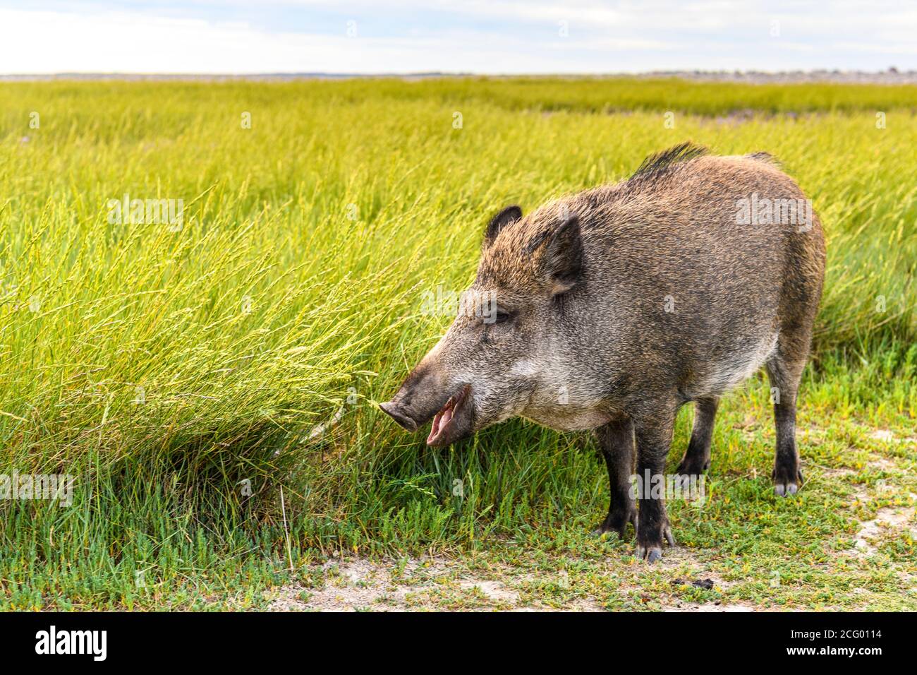 Titine hi-res stock photography and images - Alamy
