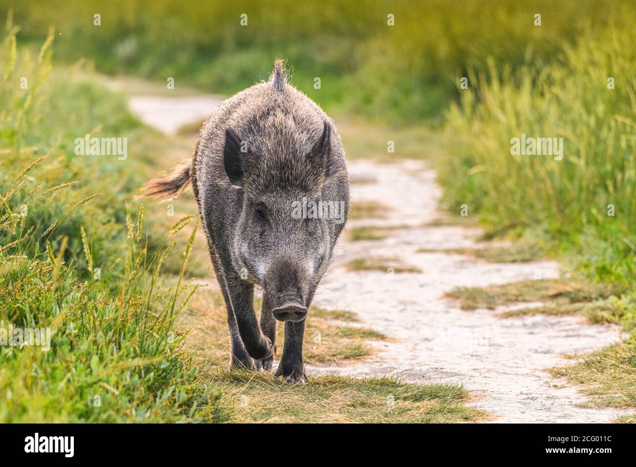 Titine hi-res stock photography and images - Alamy