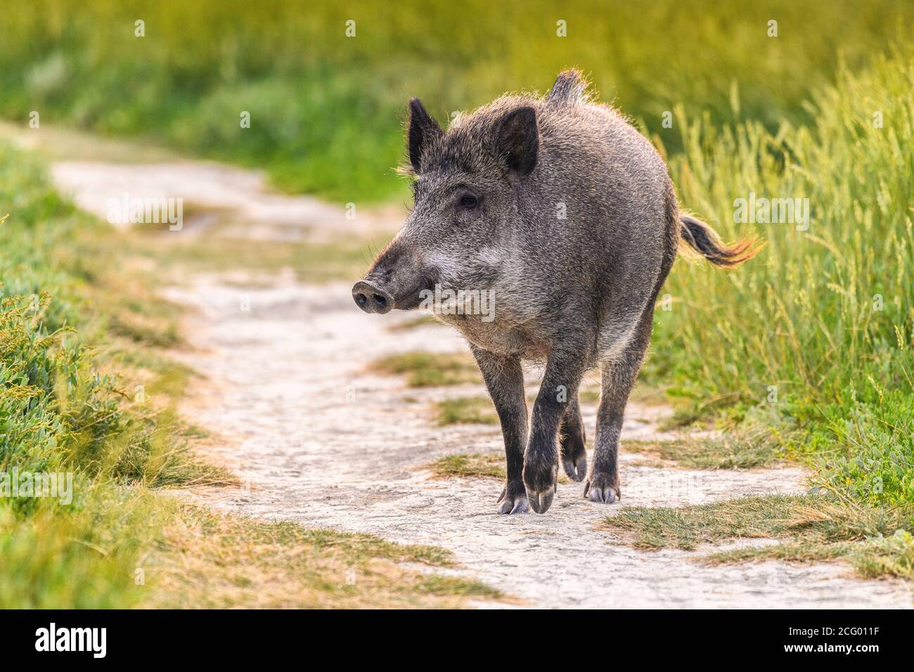 Titine hi-res stock photography and images - Alamy