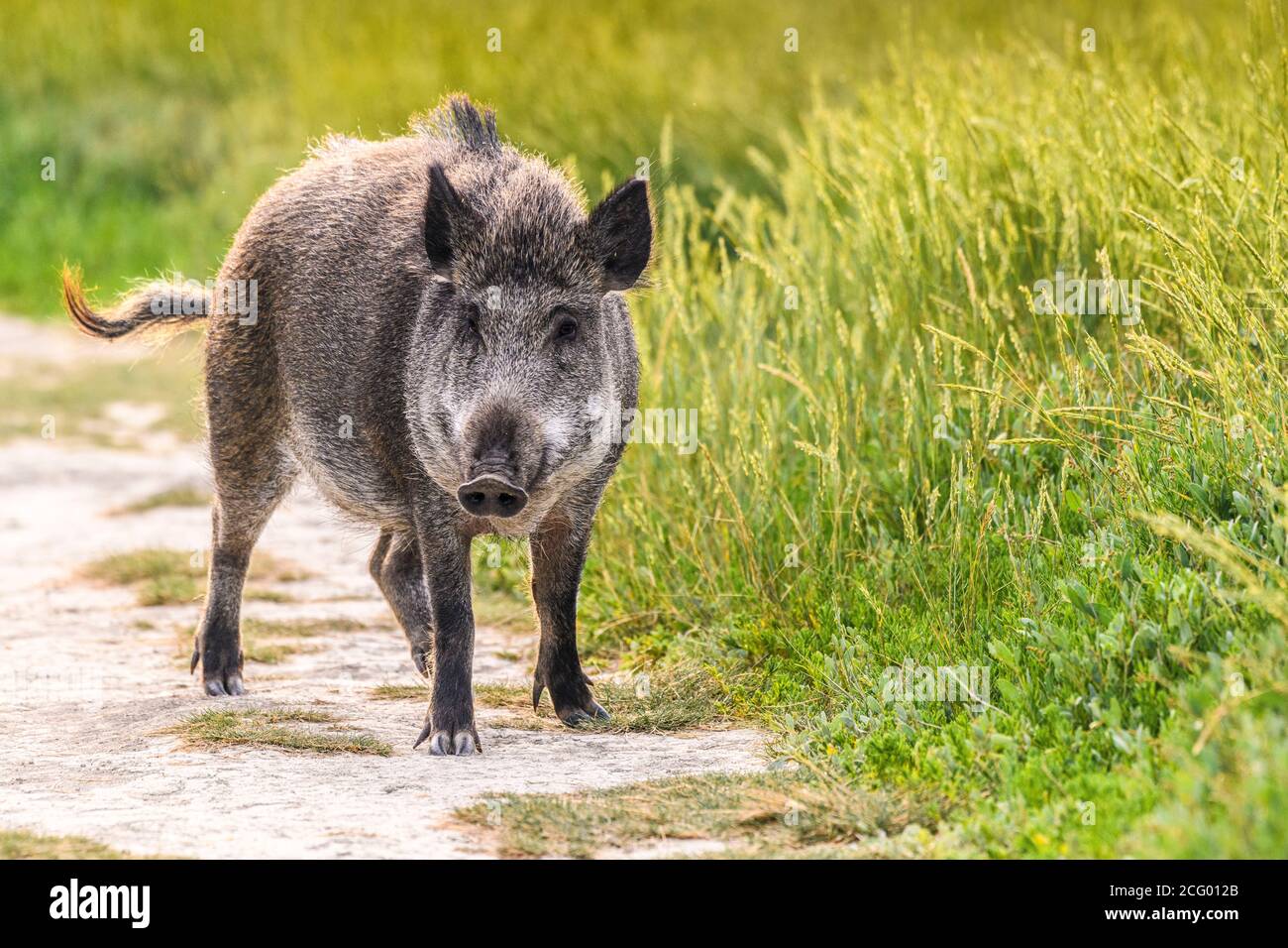 Titine hi-res stock photography and images - Alamy
