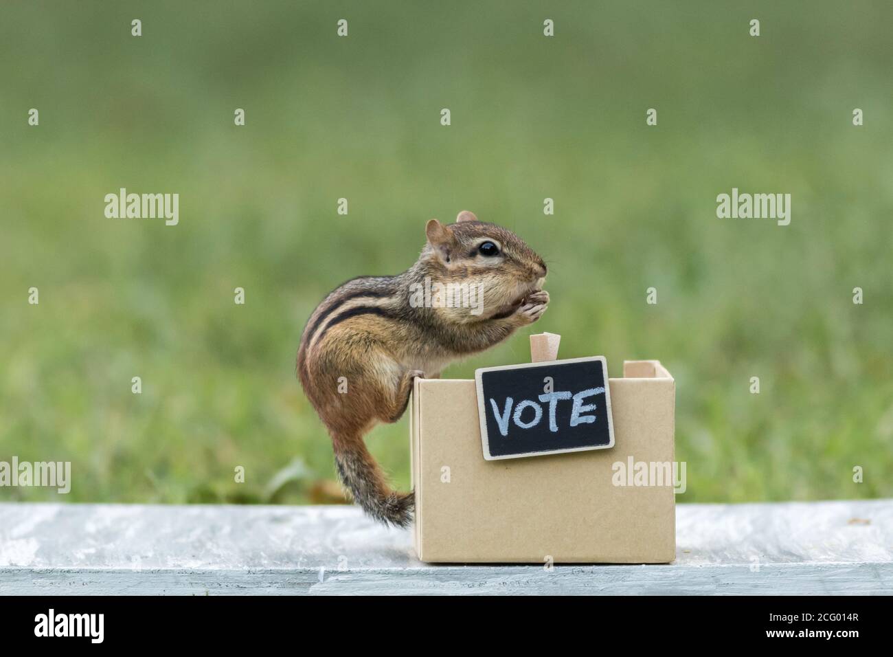 Chipmunk generic VOTE booth election concept peanuts for votes copy ...