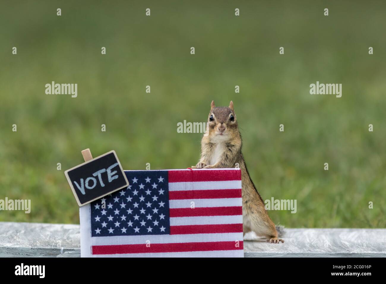 Chipmunk VOTE booth election concept with USA flag peanuts for votes ...