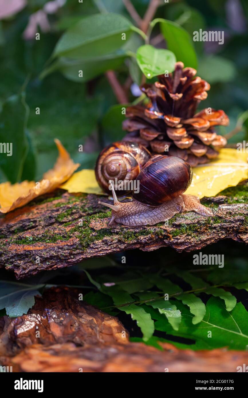 Large garden snails hi-res stock photography and images - Alamy