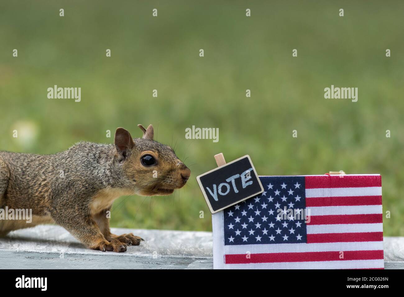 Squirrel VOTE booth election concept with USA flag peanuts for votes ...