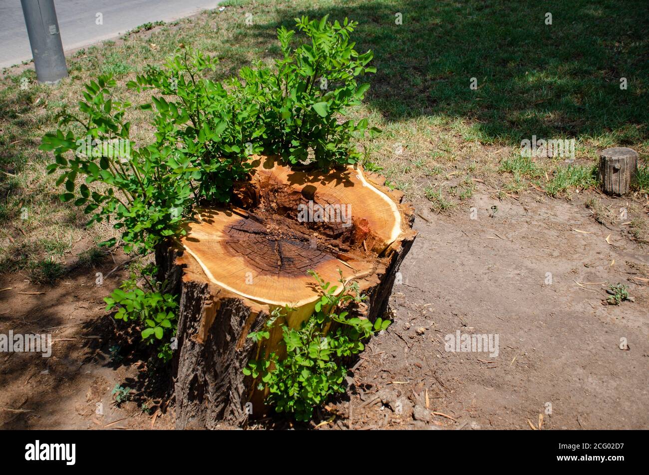 Branches sprouting hi-res stock photography and images - Alamy