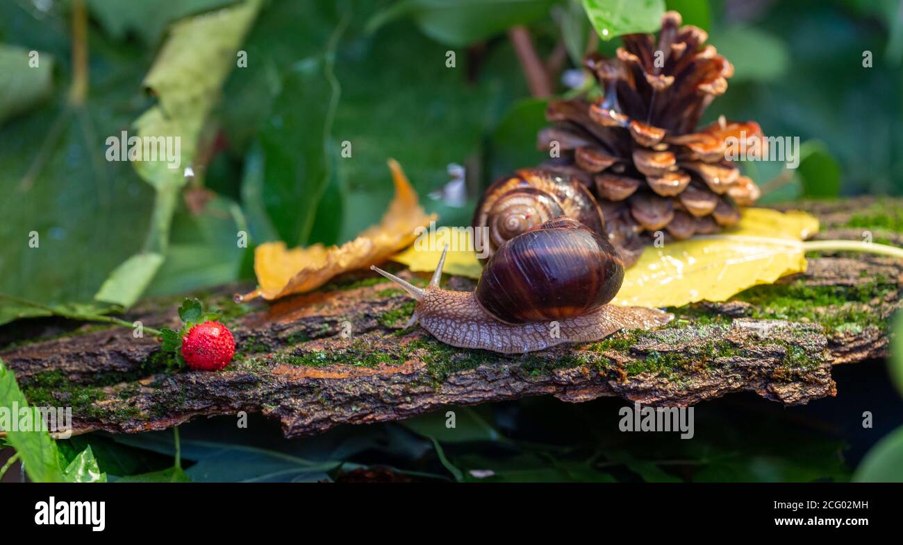 Large garden snails hi-res stock photography and images - Alamy
